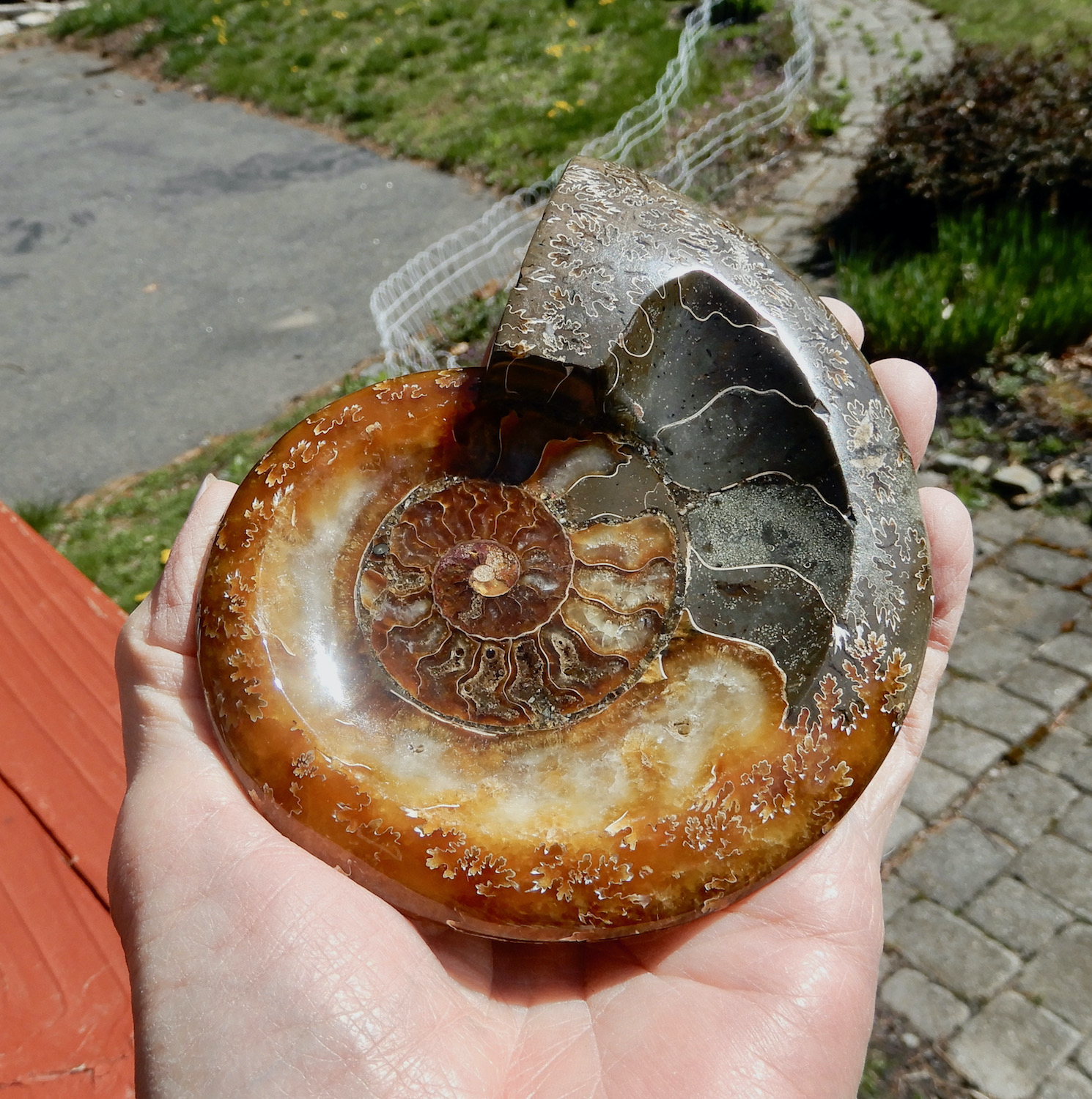 Ammonite Fossil Bowl - MOON SOUL MAGIC